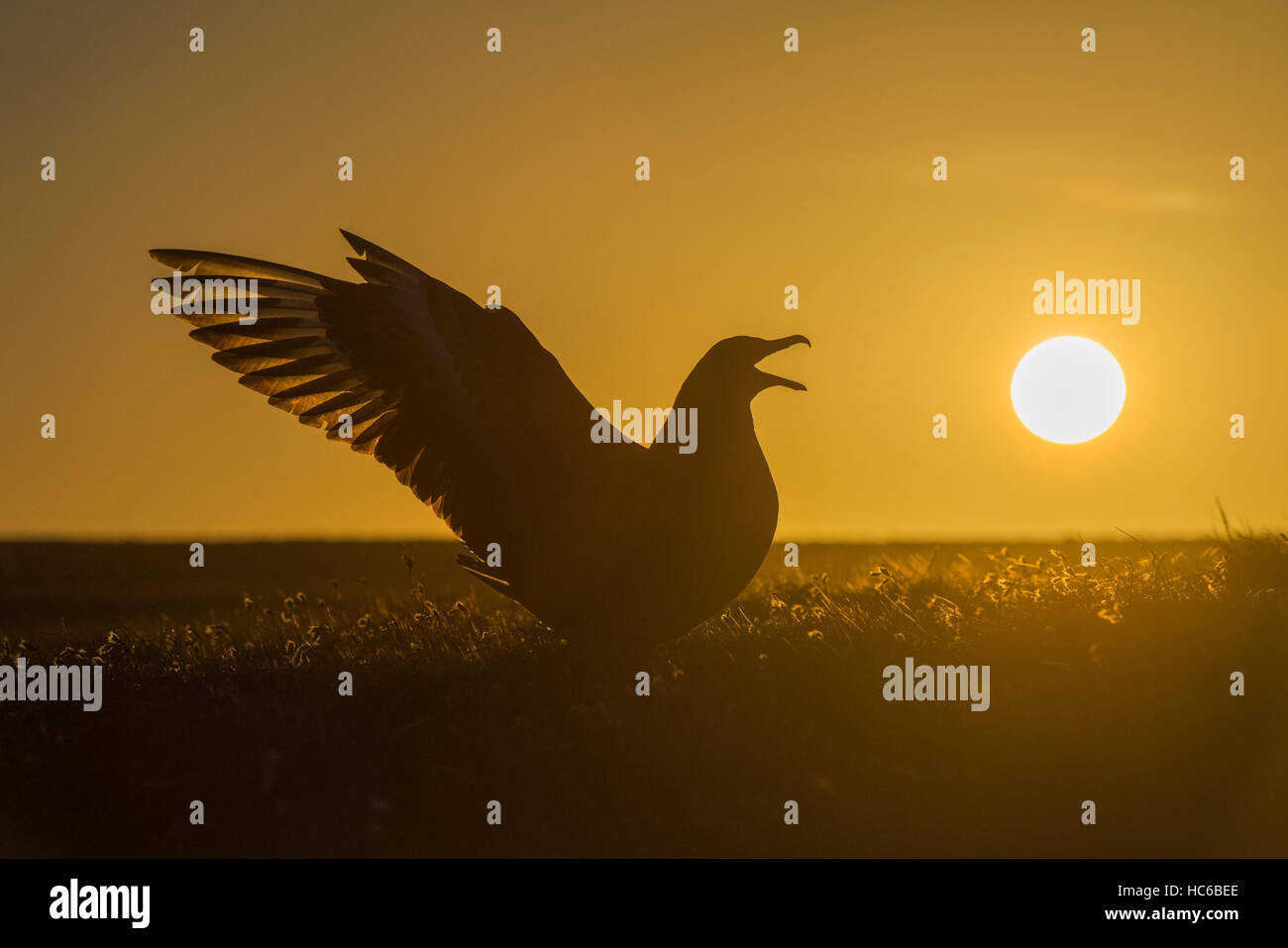 Hermaness national nature reserve skua hi-res stock photography and ...