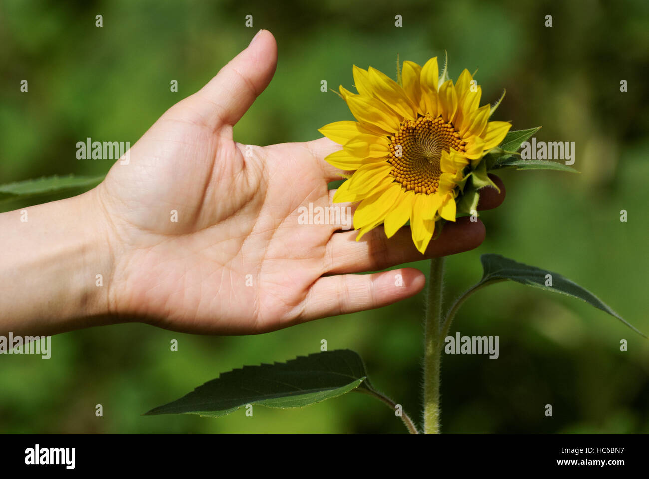 sunflower and hands Stock Photo - Alamy
