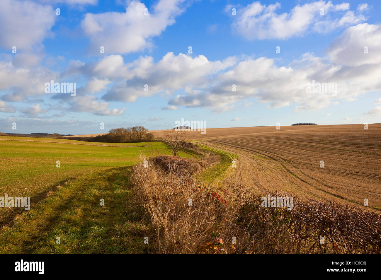 A grassy bridleway with trees and hedgerows in the scenic Yorkshire ...