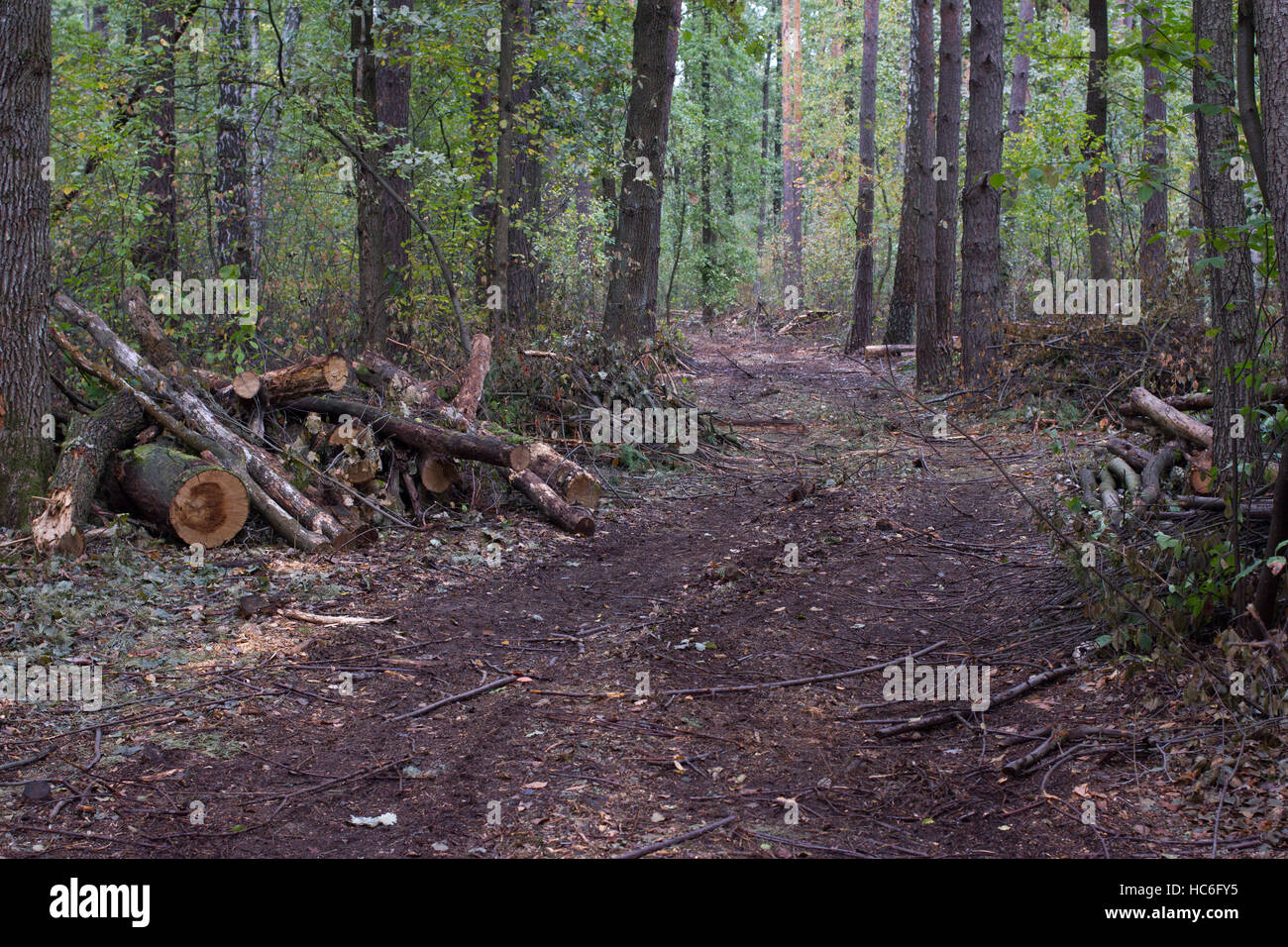 Pine stump, result of tree felling. Total deforestation, cut forest ...
