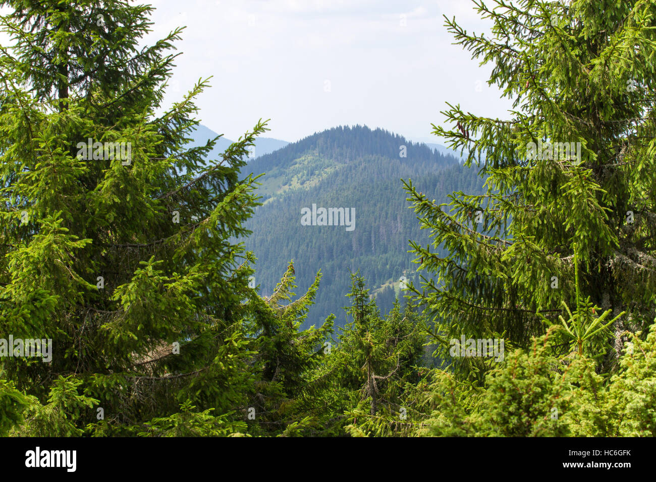 Spruce fir forest in the Ukrainian Carpathians. Sustainable clear ...