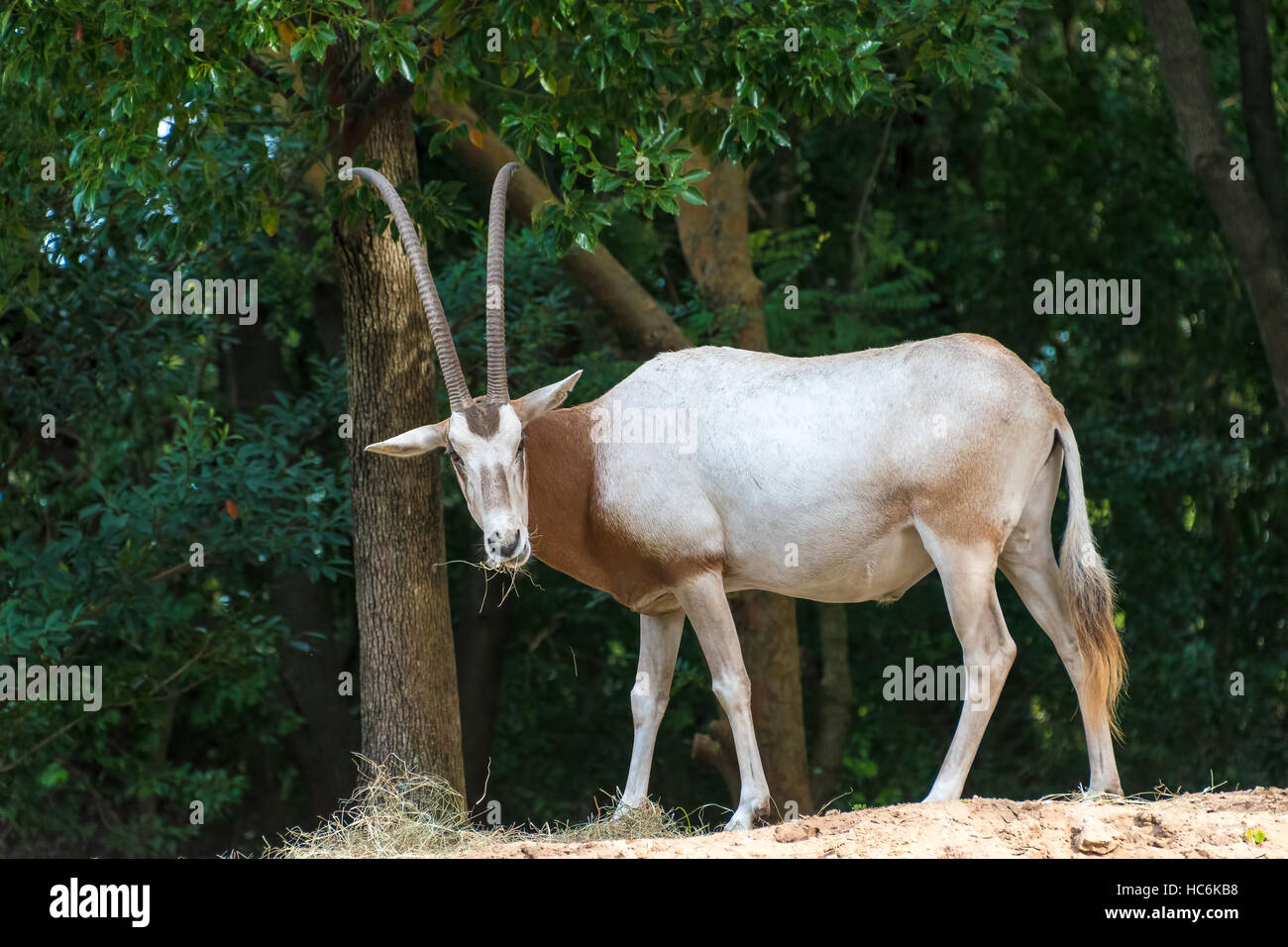 Scimitar horn hi-res stock photography and images - Alamy