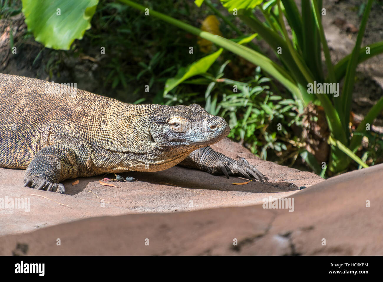 Close up of Komodo Dragons Head Stock Photo - Alamy