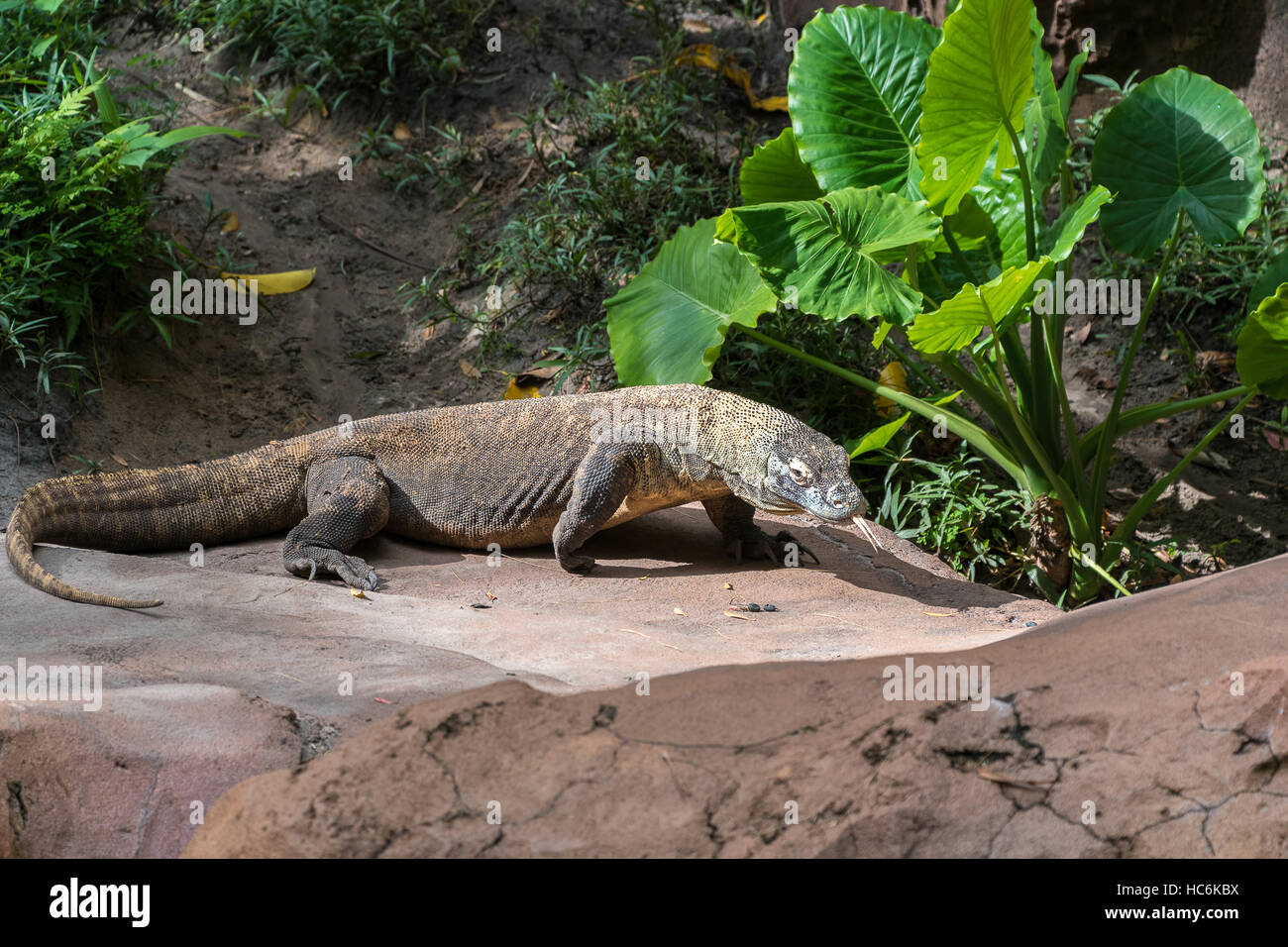 Komodo dragon standing on a rock with tongue out Stock Photo - Alamy