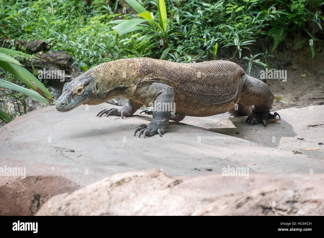 Komodo dragon standing on a rock Stock Photo - Alamy