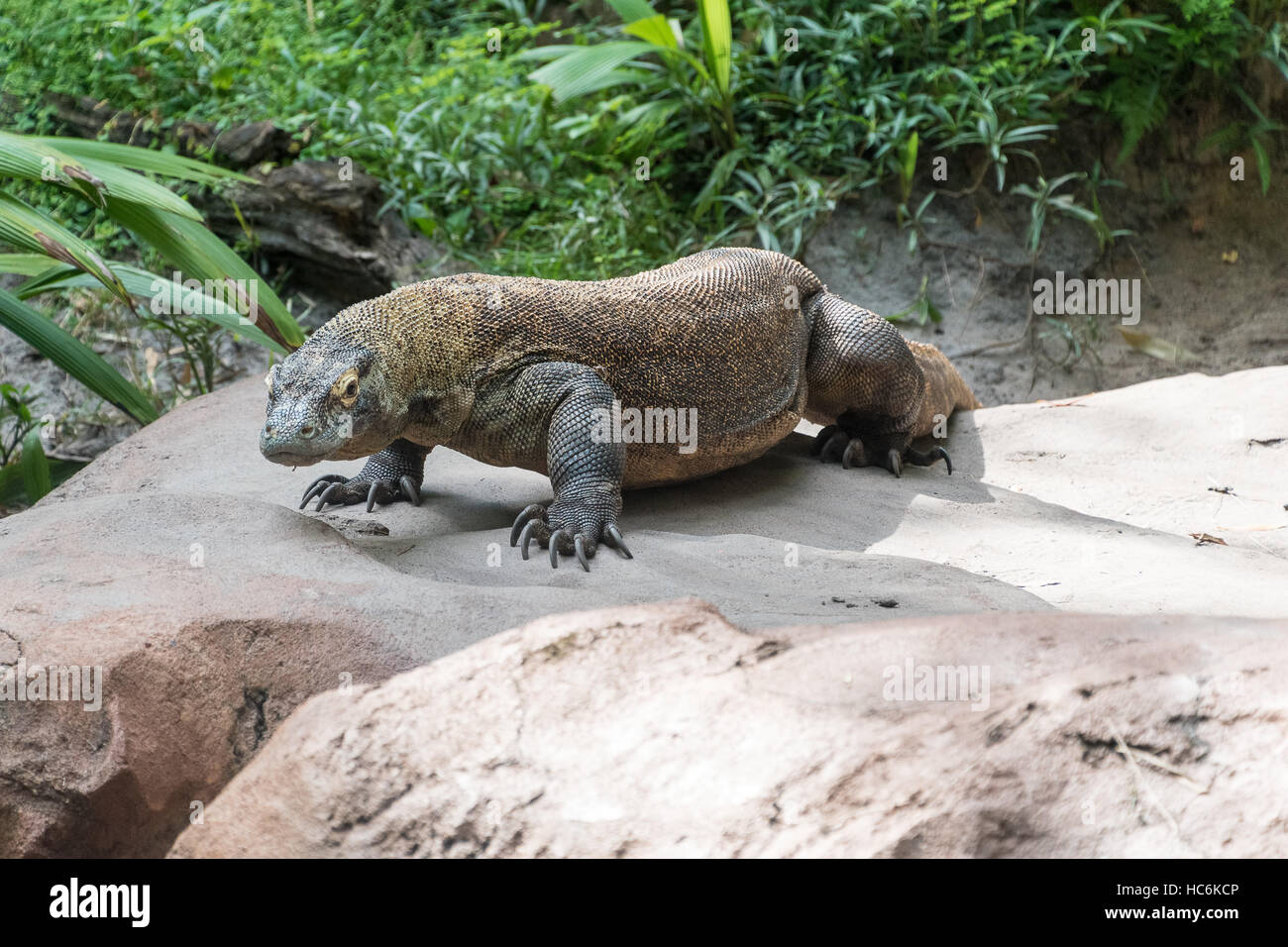 Komodo dragon standing on a rock Stock Photo - Alamy
