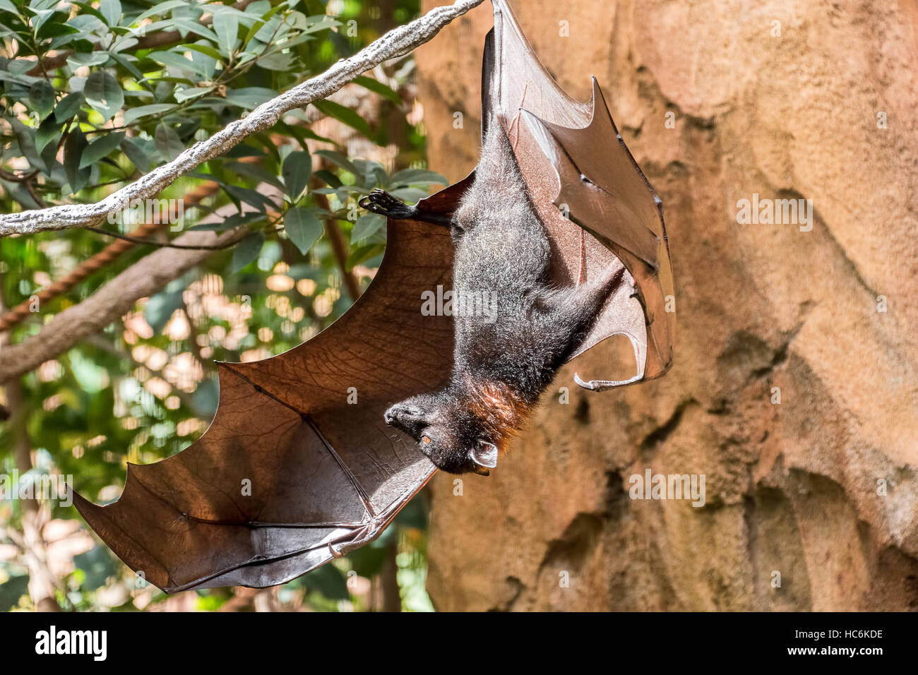 Giant fruit bat hi-res stock photography and images - Alamy