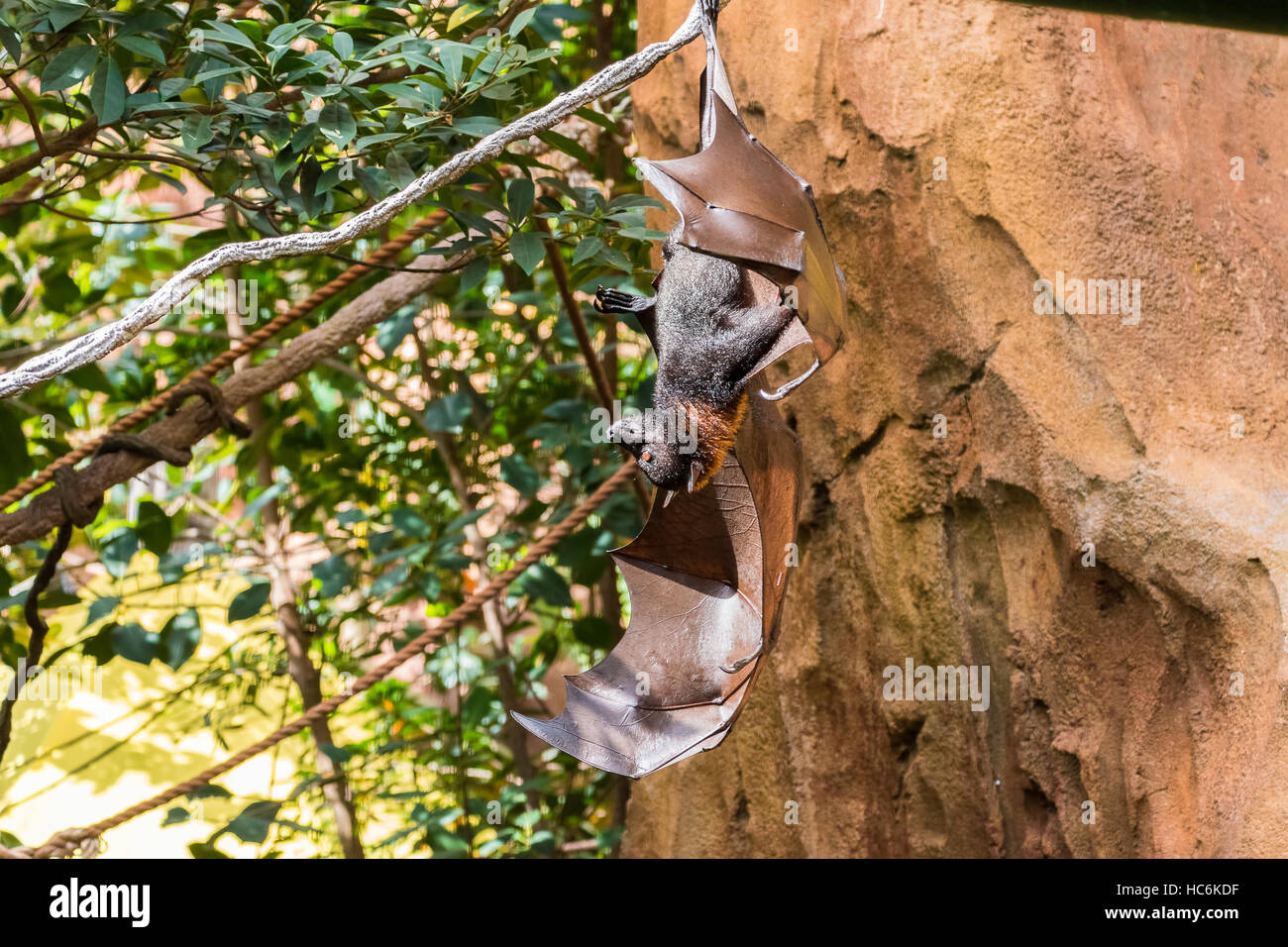Giant fruit bat hi-res stock photography and images - Alamy