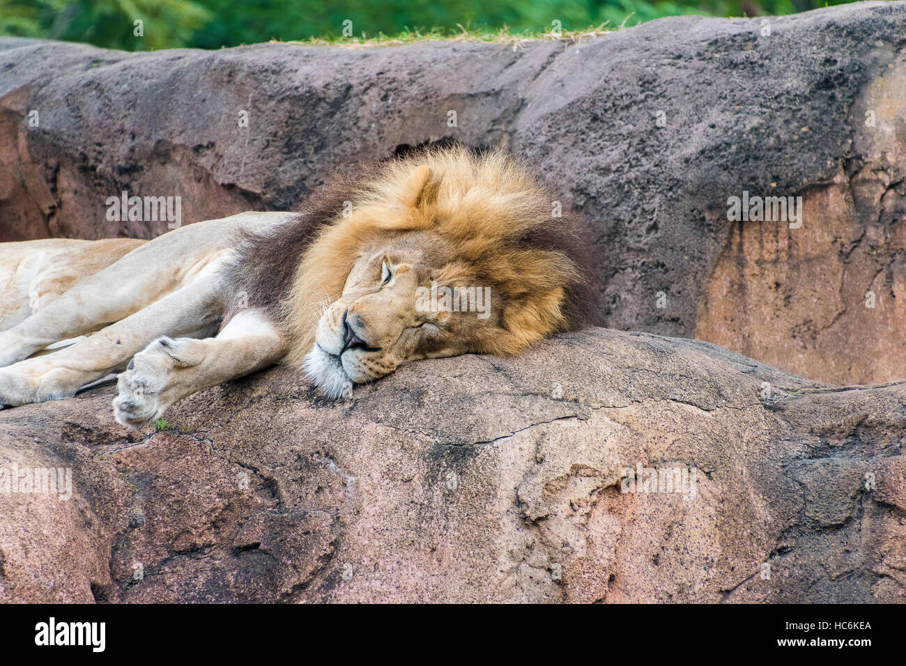 Lion family sleeping hi-res stock photography and images - Alamy