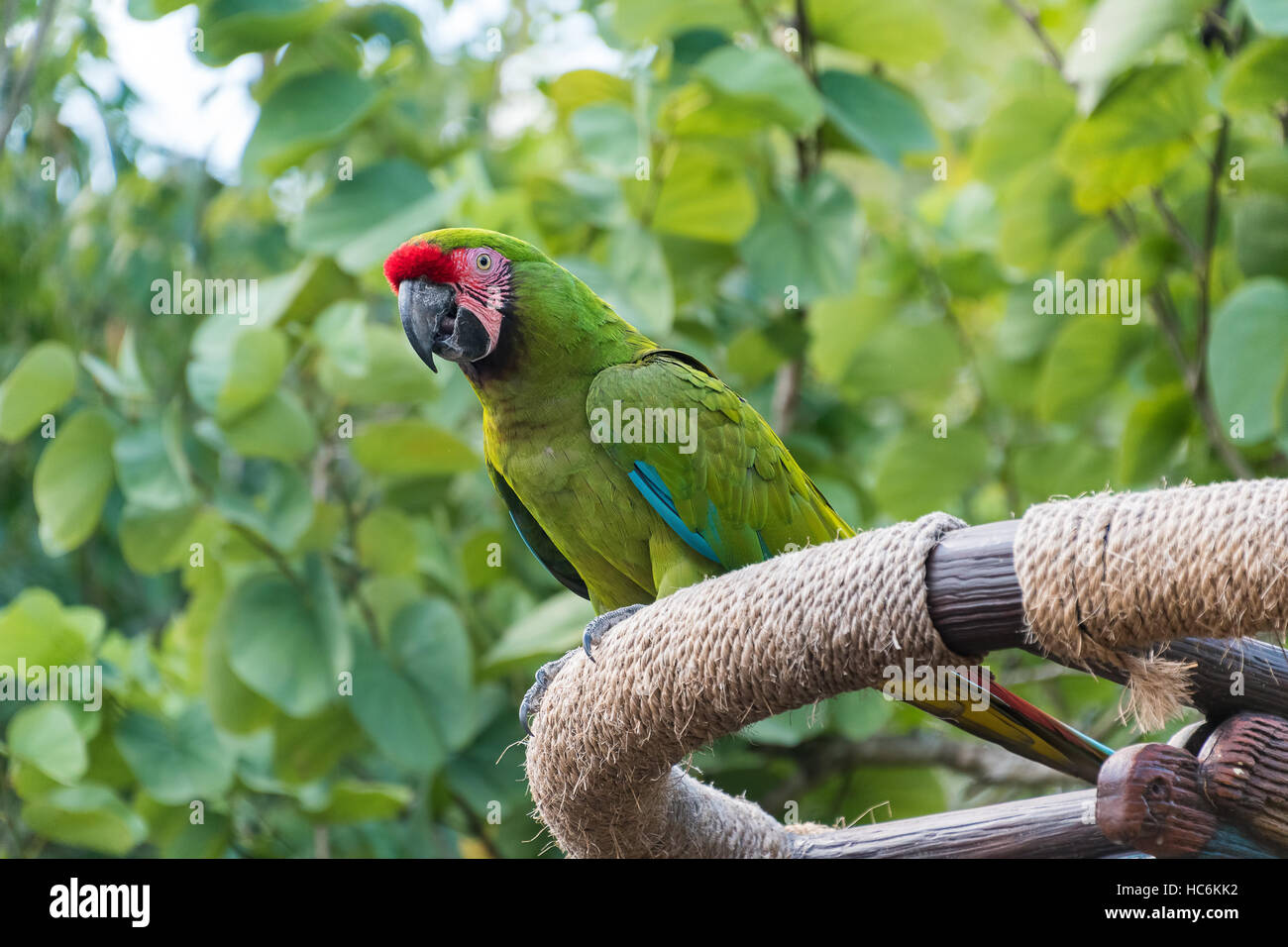Bright and colourful macaw birds Stock Photo - Alamy