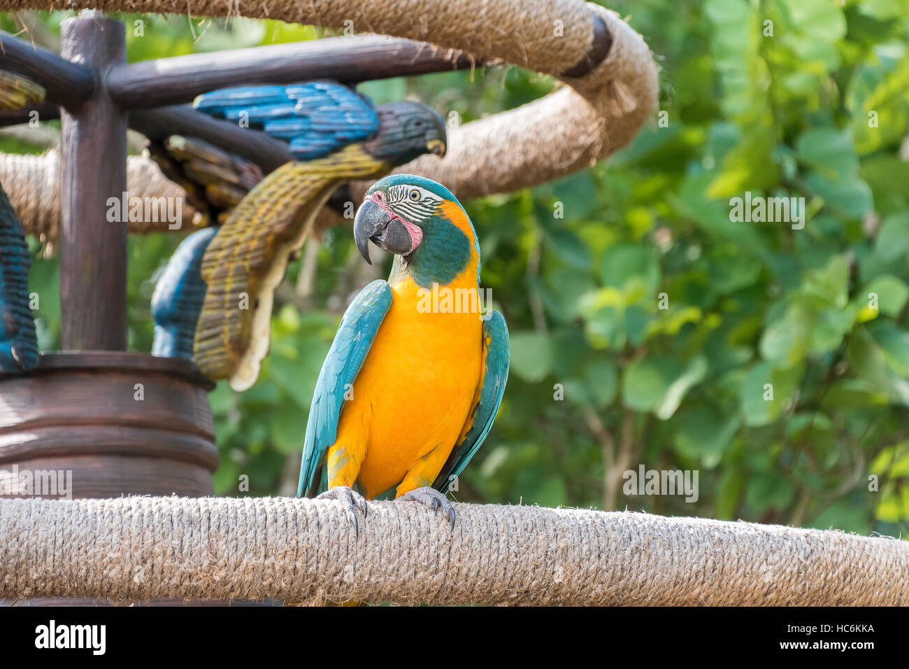 Bright and colourful macaw birds Stock Photo - Alamy