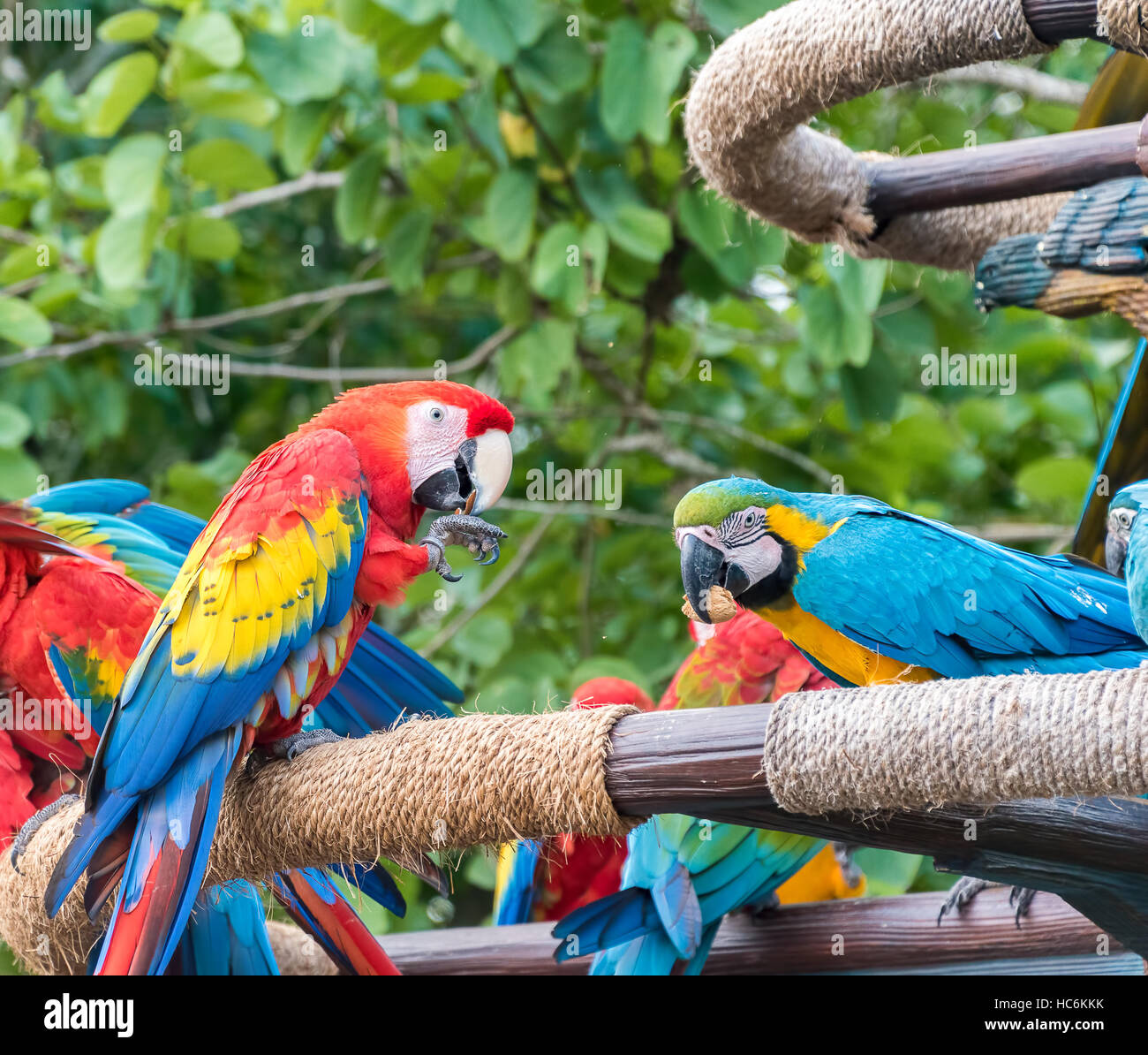 bright and colourful macaw birds Stock Photo - Alamy