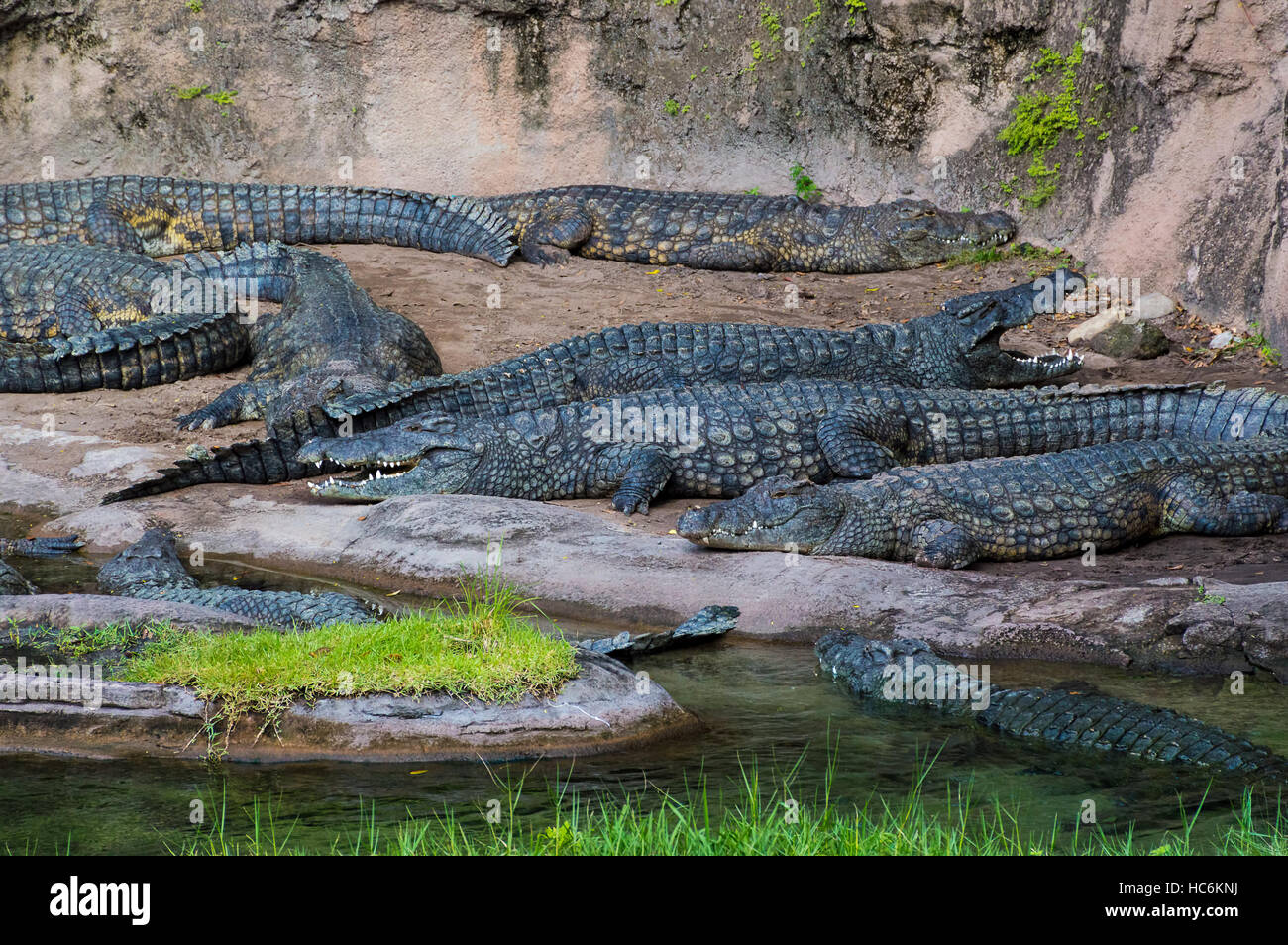 A Bask of Nile Crocodiles Stock Photo - Alamy