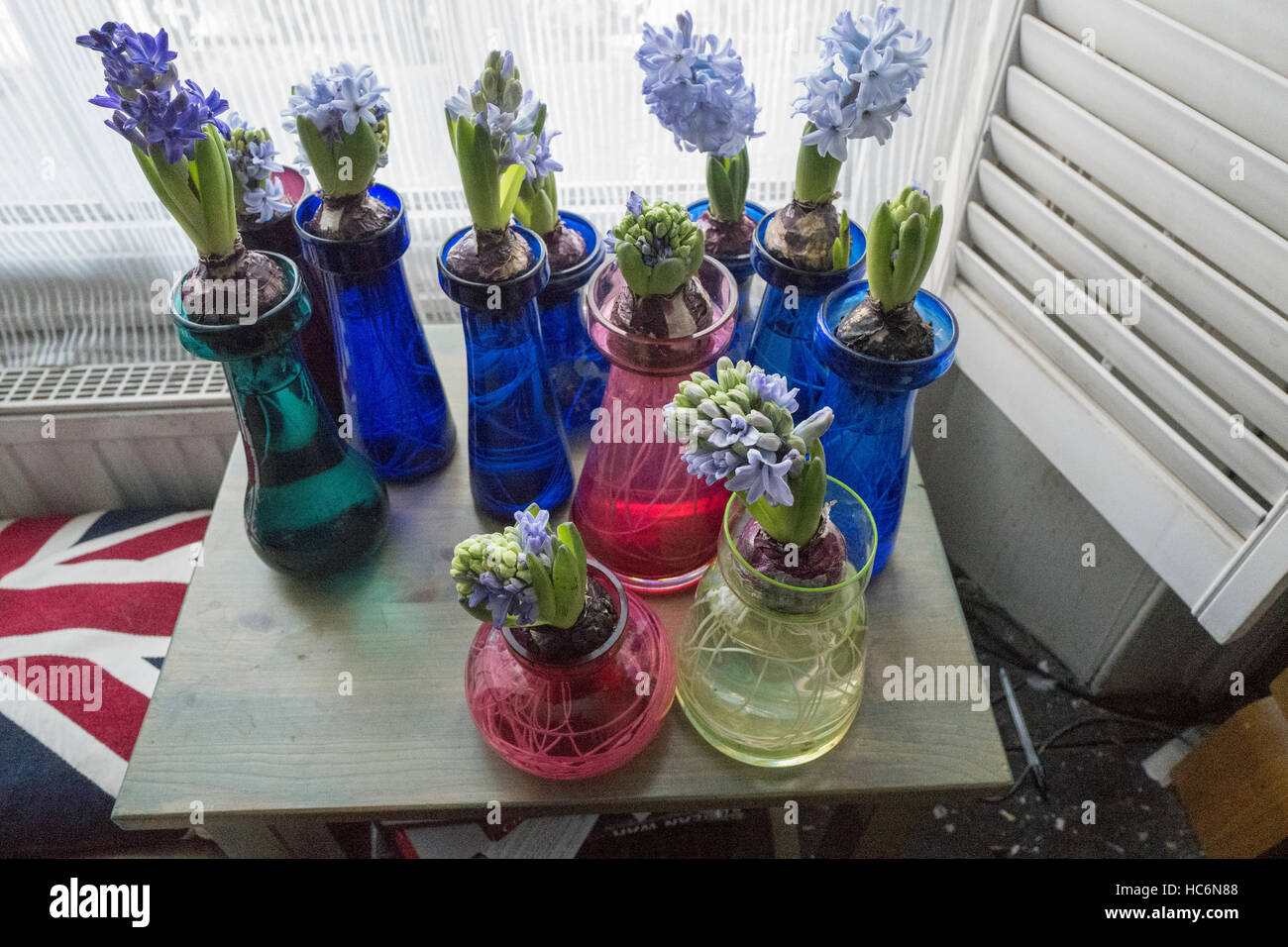 Christmas Hyacinths in bloom in antique and modern glass hyacinth jars ...