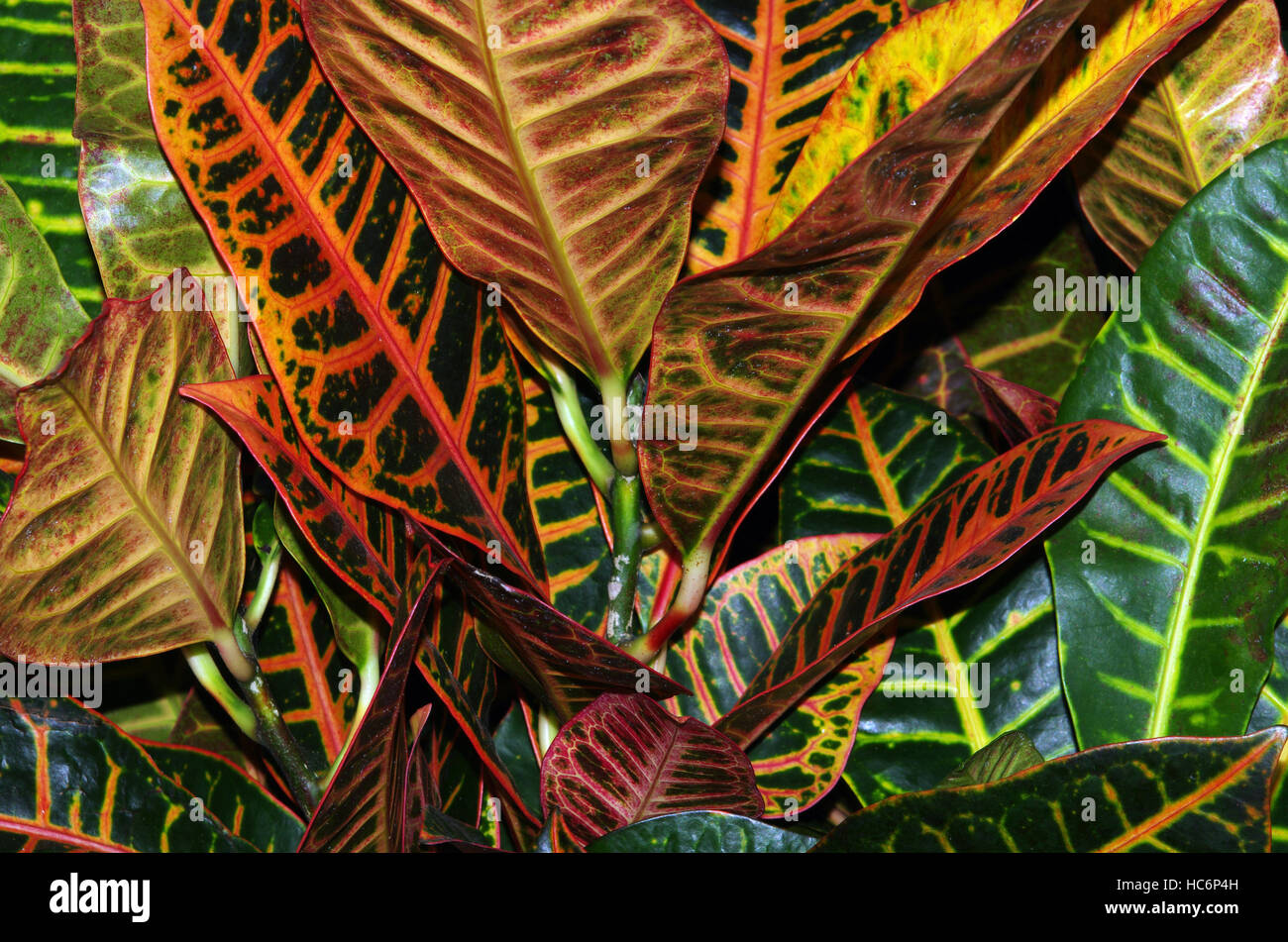 Garden Croton Stock Photos & Garden Croton Stock Images - Alamy
