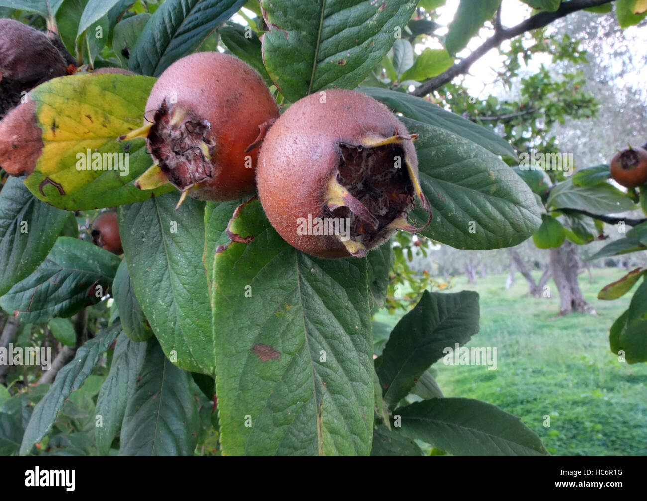 Eating loquat fruit hi-res stock photography and images - Alamy