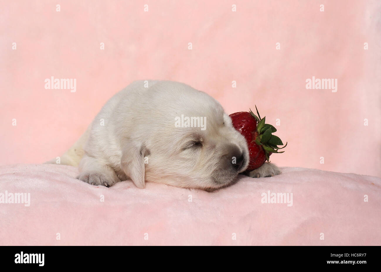 the little yellow labrador puppy sitting on red background with a ...