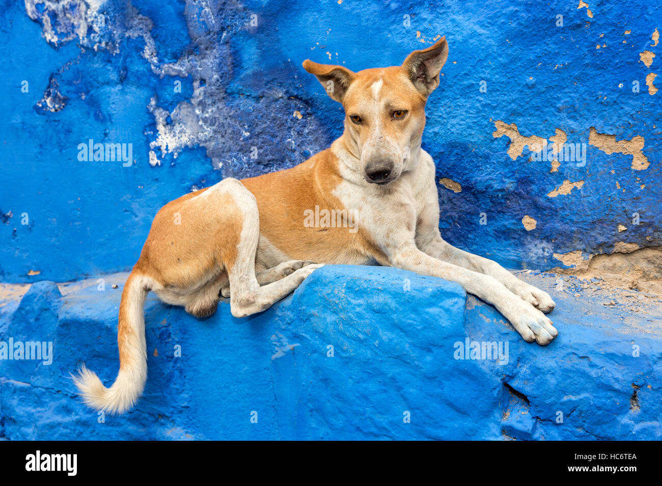 Dog resting in the blue city of Jodhpur, Rajasthan, India Stock Photo ...