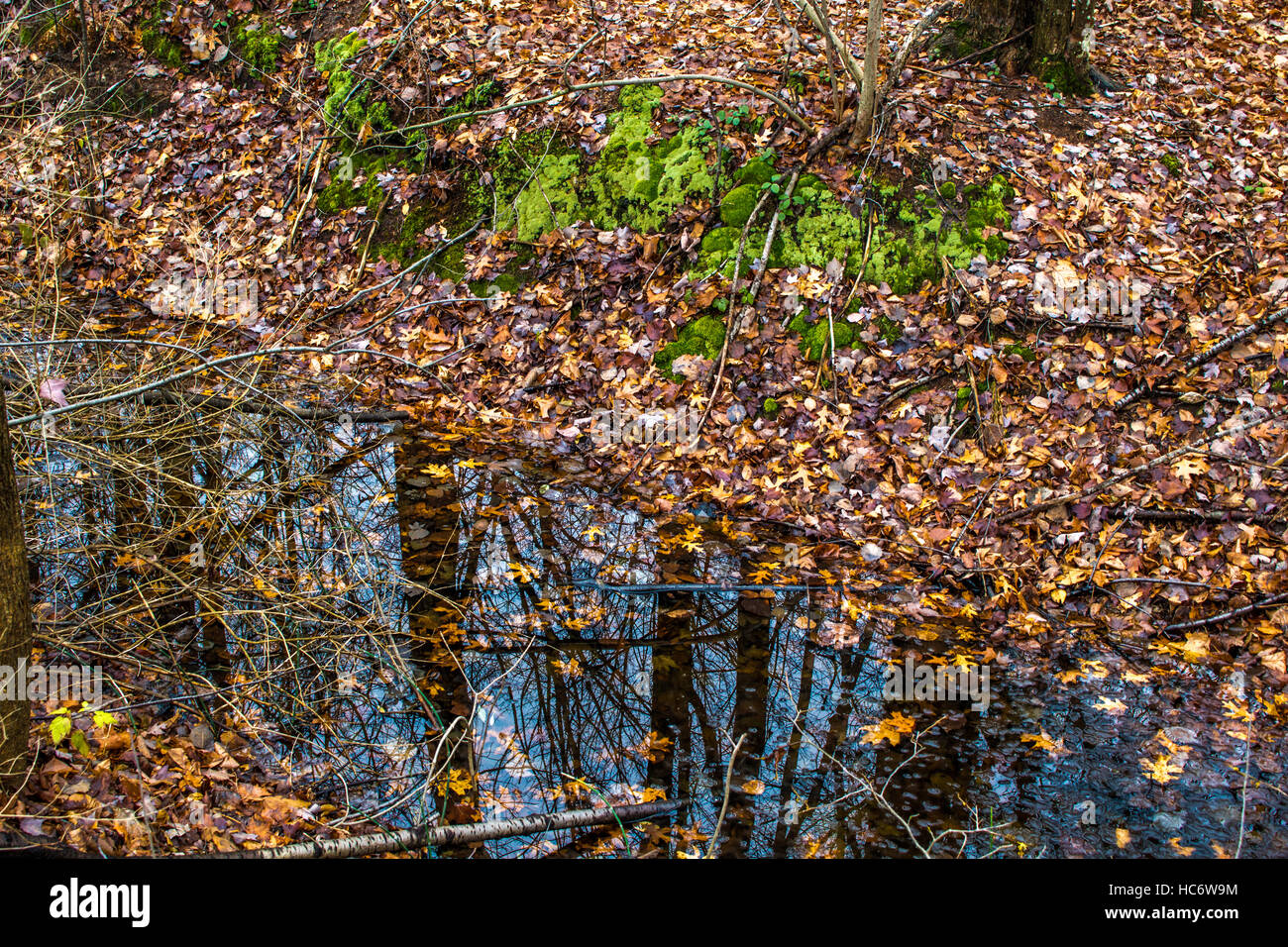 A reflective stream through a forest during the fall Stock Photo - Alamy