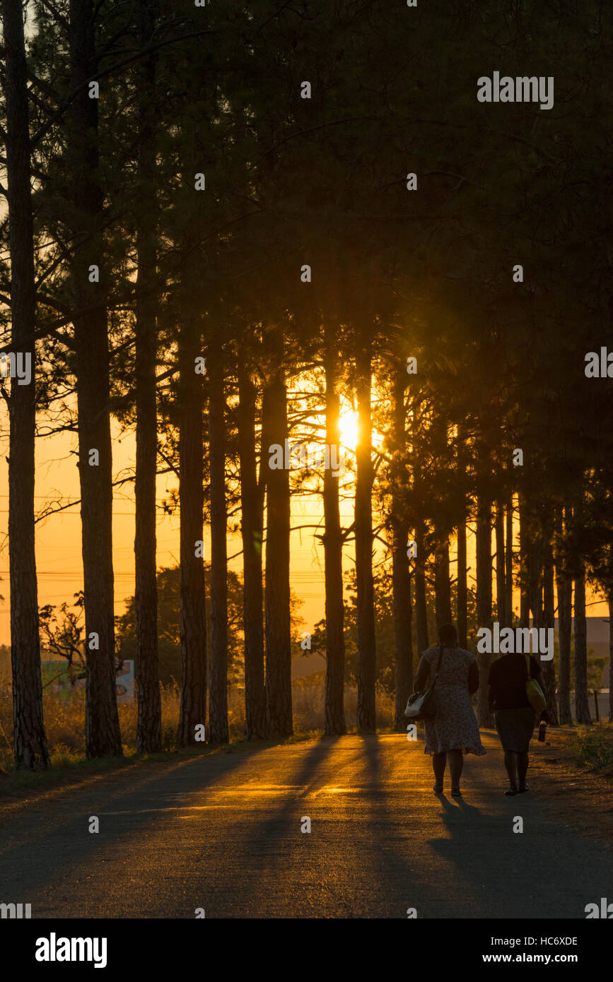 golden sunset Africa people walking trees gold Stock Photo - Alamy