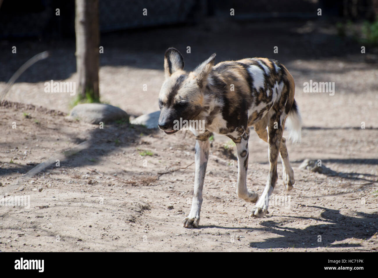 African Painted dog running by camera Stock Photo - Alamy