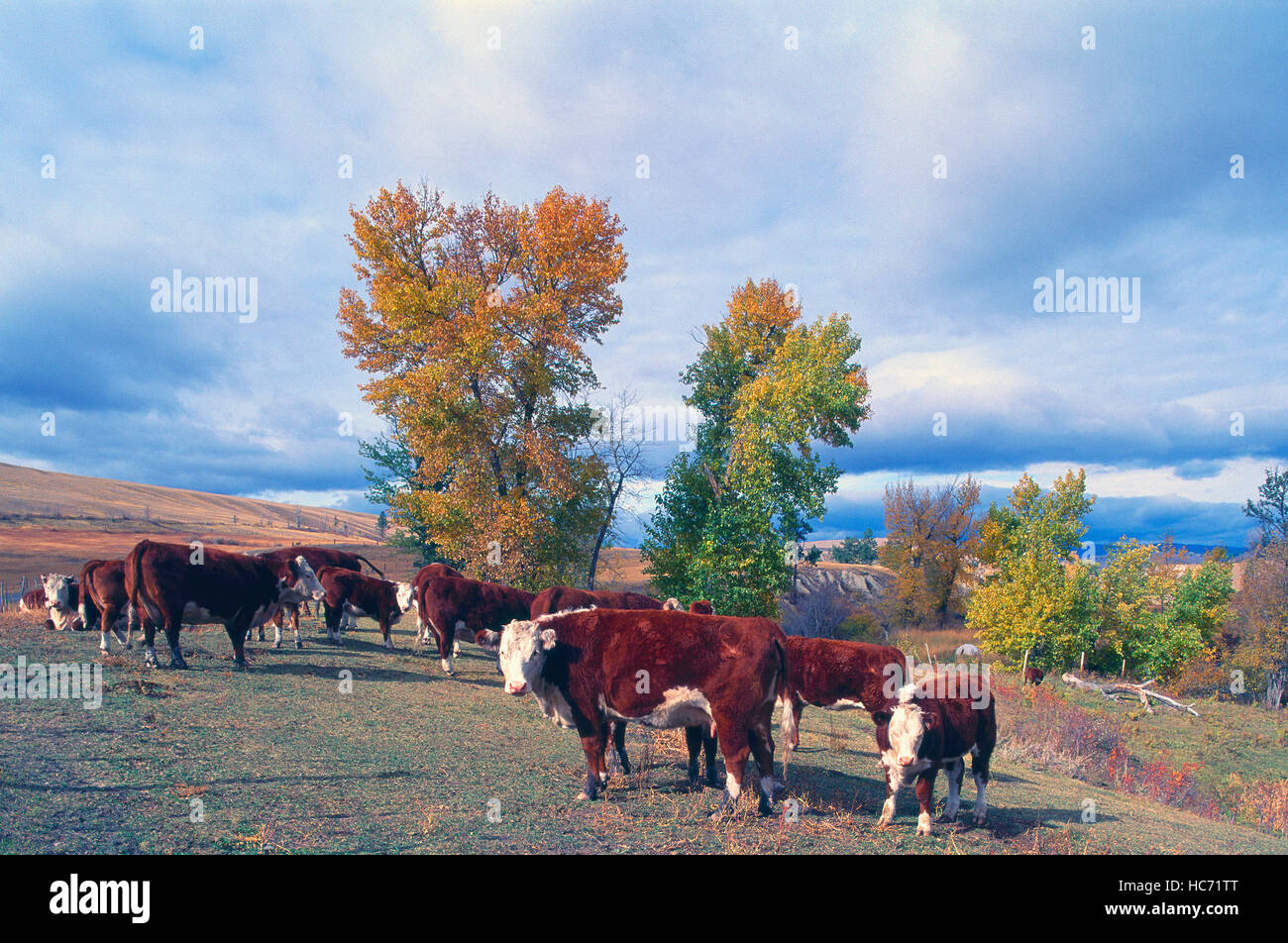 Small Herd of Hereford Cattle / Cows and Heifers standing in a Pasture ...