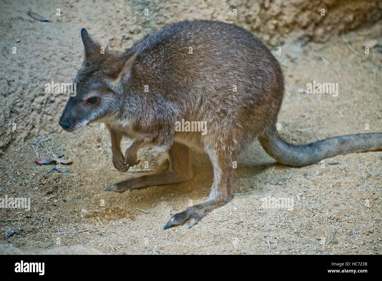 Bettong hi-res stock photography and images - Alamy