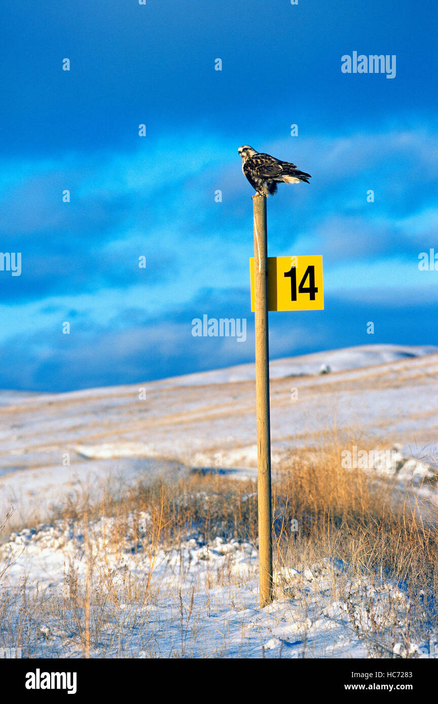 Western canadian birds hi-res stock photography and images - Alamy