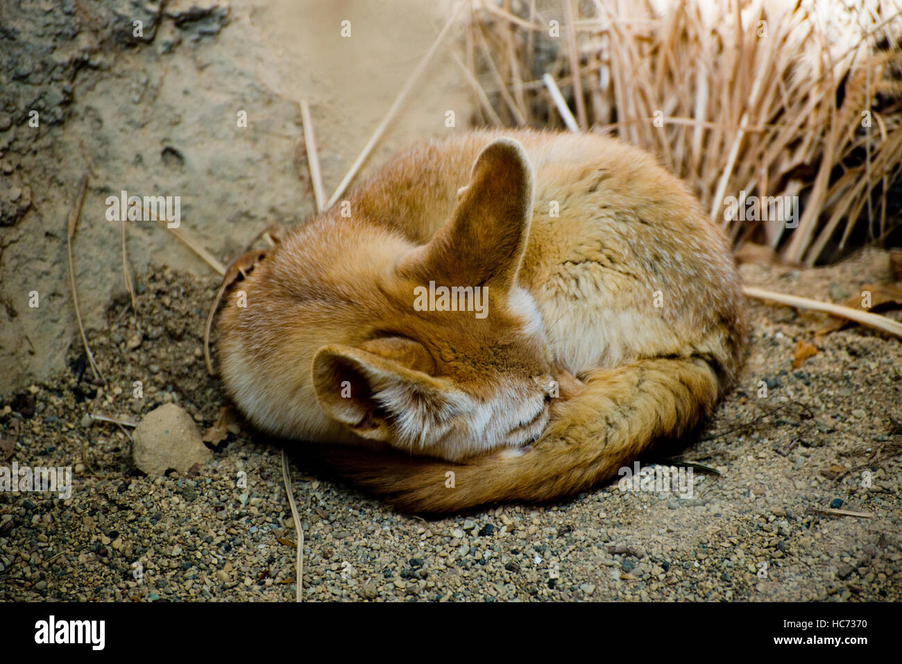 Fennec Fox taking a nap Stock Photo - Alamy
