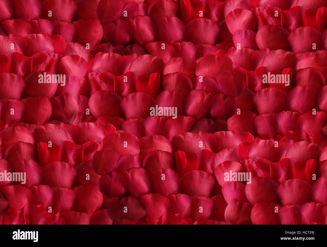 Rose petals background Stock Photo - Alamy
