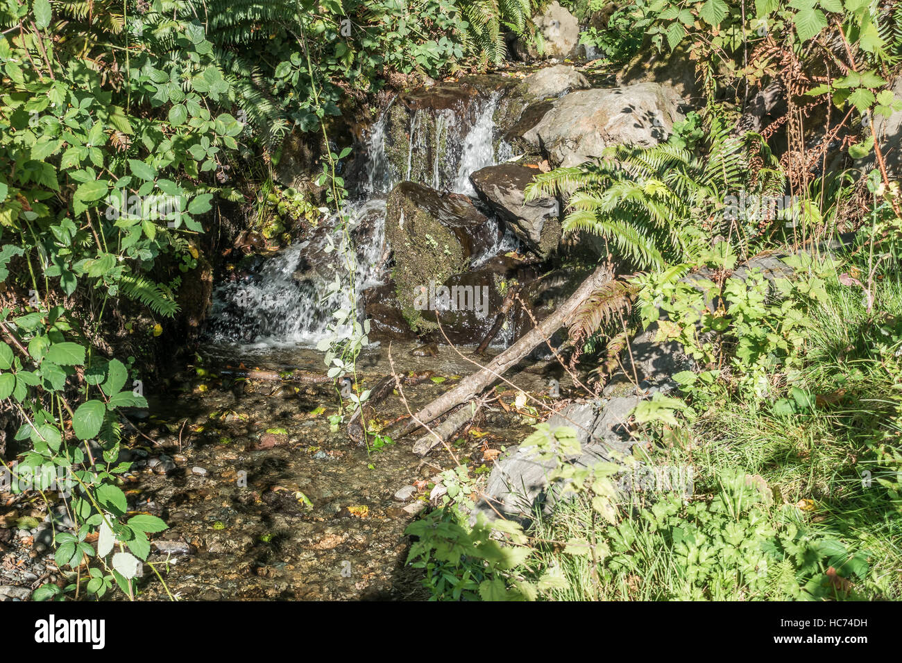Water rushes down in a stream at Seahurst Beach in Burien, Washington ...