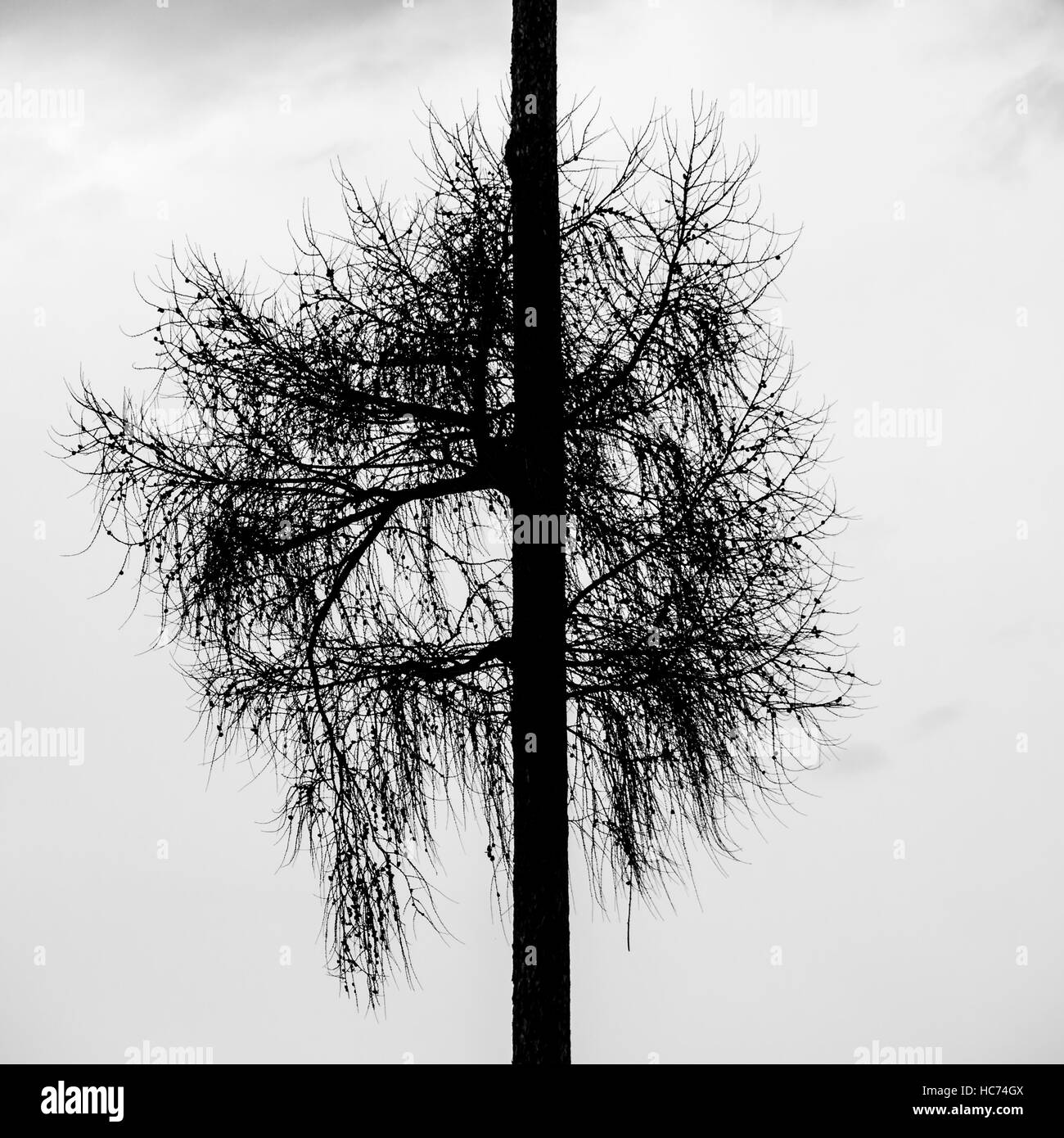 Tree outline Black and White Stock Photos & Images - Alamy