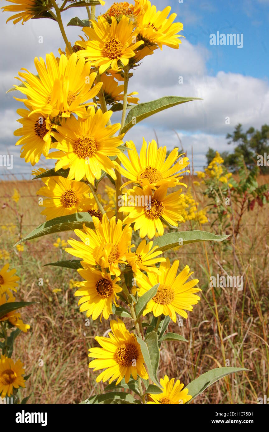 Stem of Sunflowers growing wild in Kansas Stock Photo - Alamy