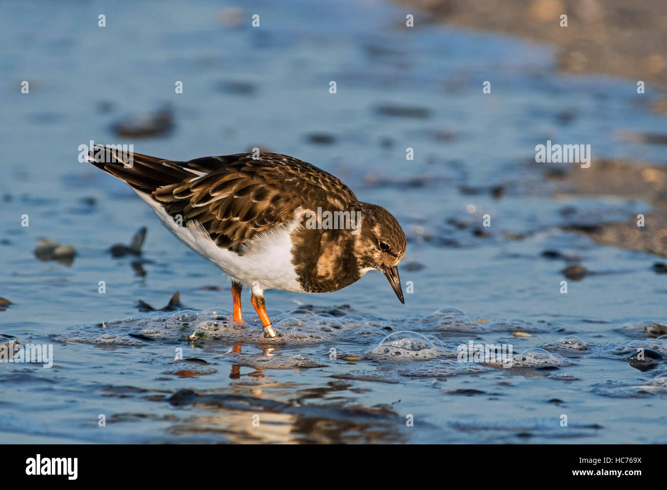 Ringed ruddy turnstone (Arenaria interpres) in non-breeding winter ...