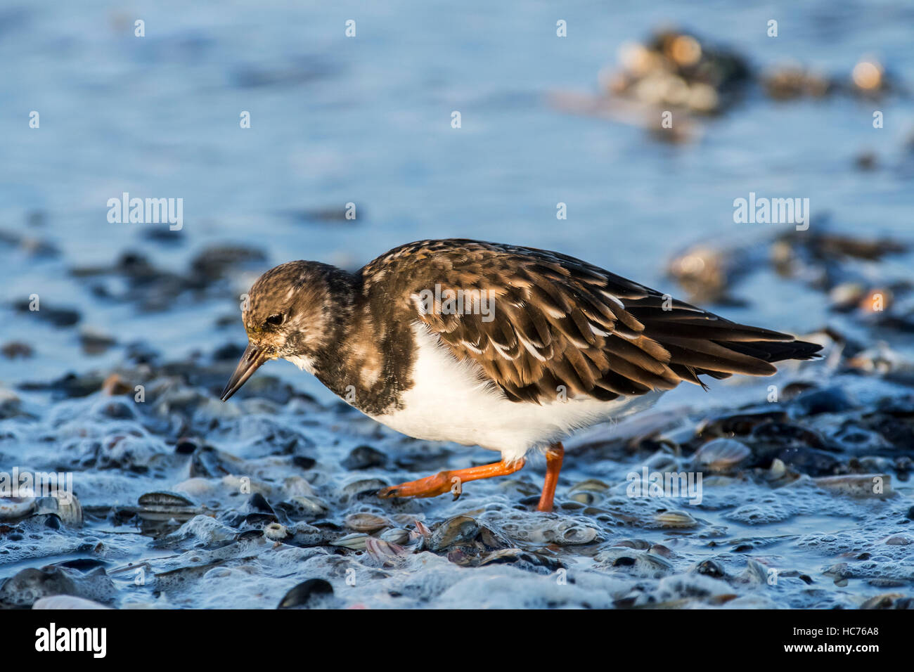 Ruddy turnstone (Arenaria interpres) in non-breeding winter plumage ...