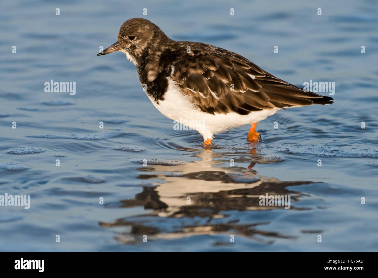Ruddy turnstone (Arenaria interpres) in non-breeding winter plumage ...