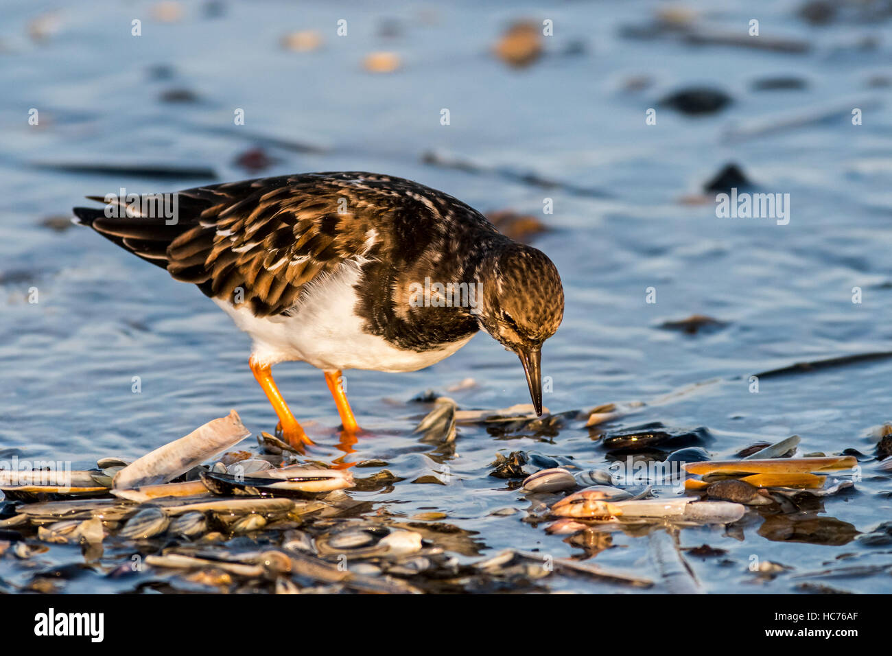Ruddy turnstone (Arenaria interpres) in non-breeding winter plumage ...