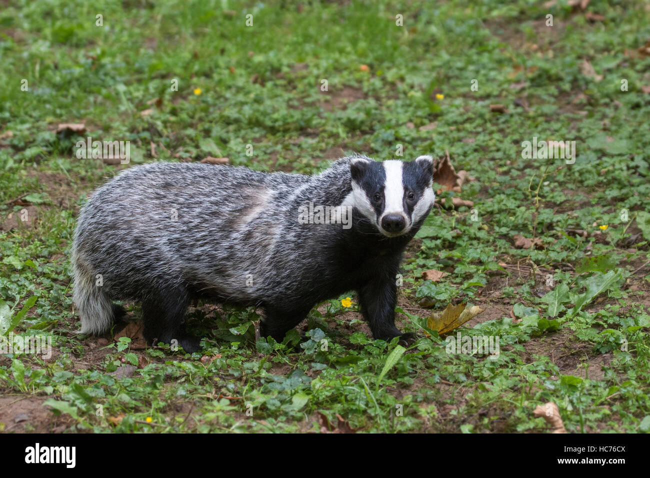 European badger (Meles meles) foraging in grassland during the daytime ...