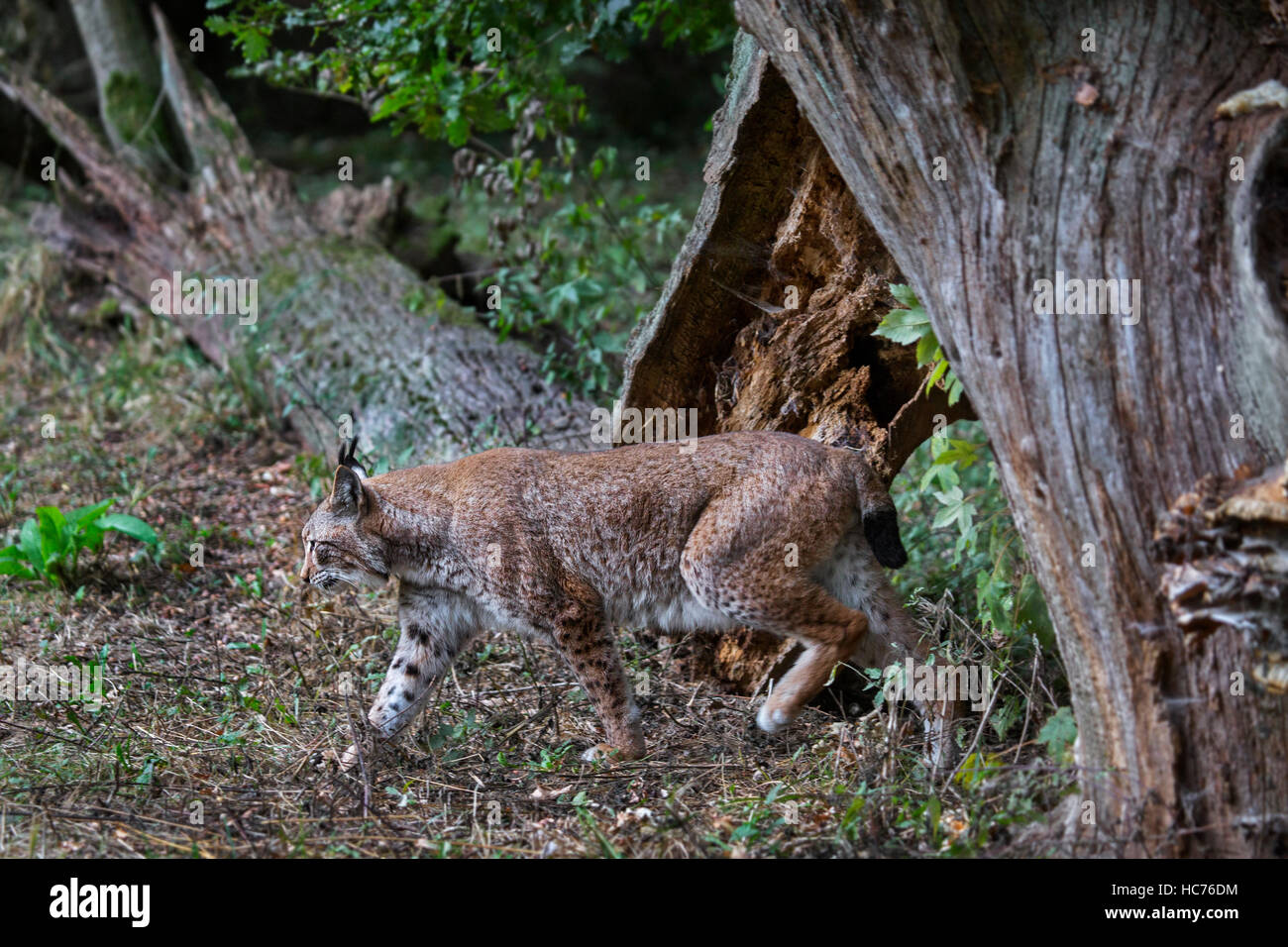 Lynx camouflage hi-res stock photography and images - Alamy