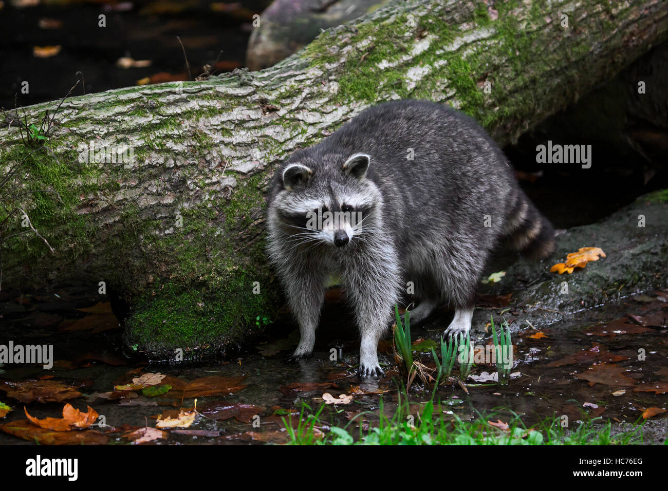 North American raccoon (Procyon lotor), native to North America ...