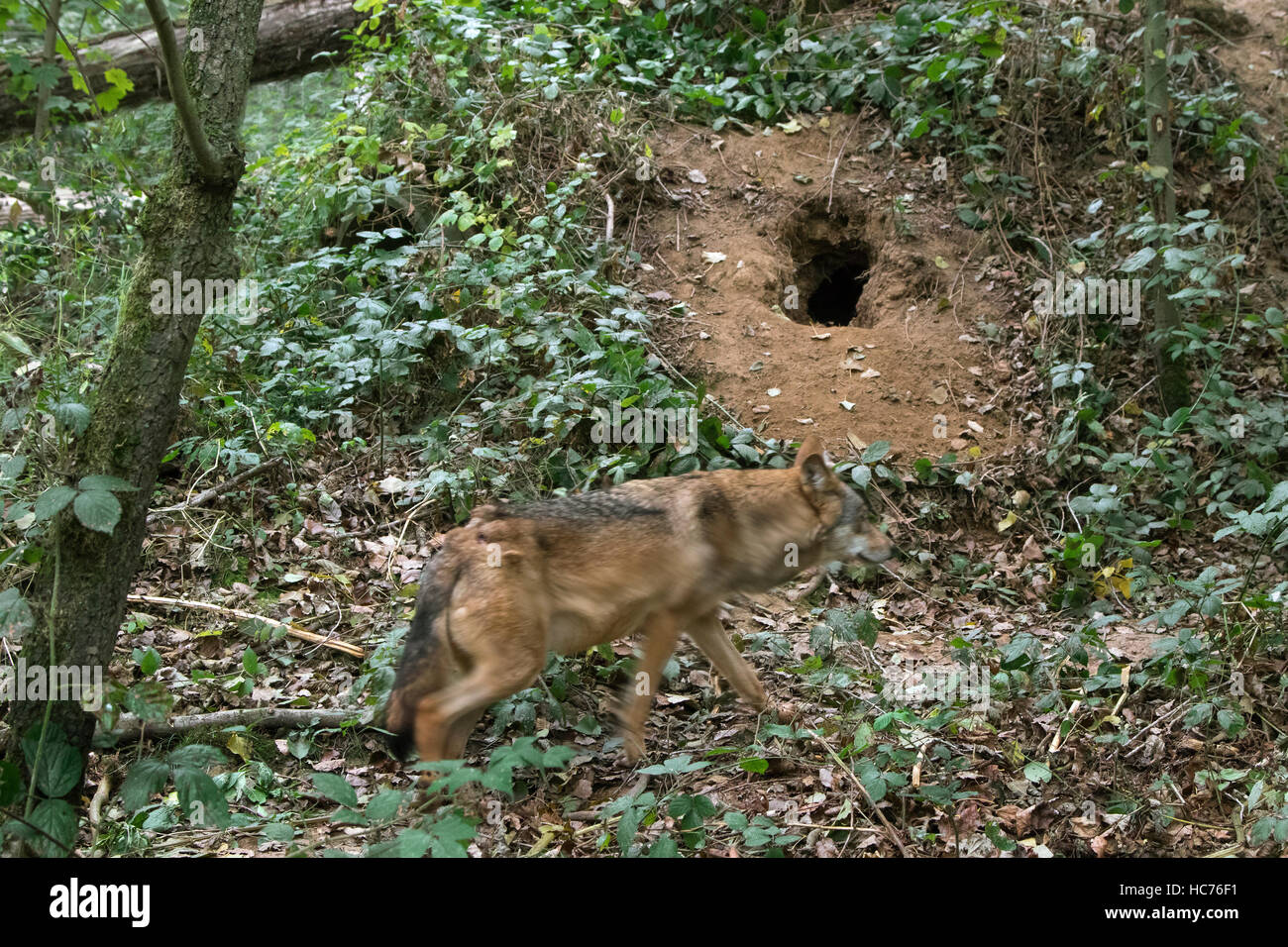 Gray wolf / grey wolf (Canis lupus) at den dug in the ground in forest ...