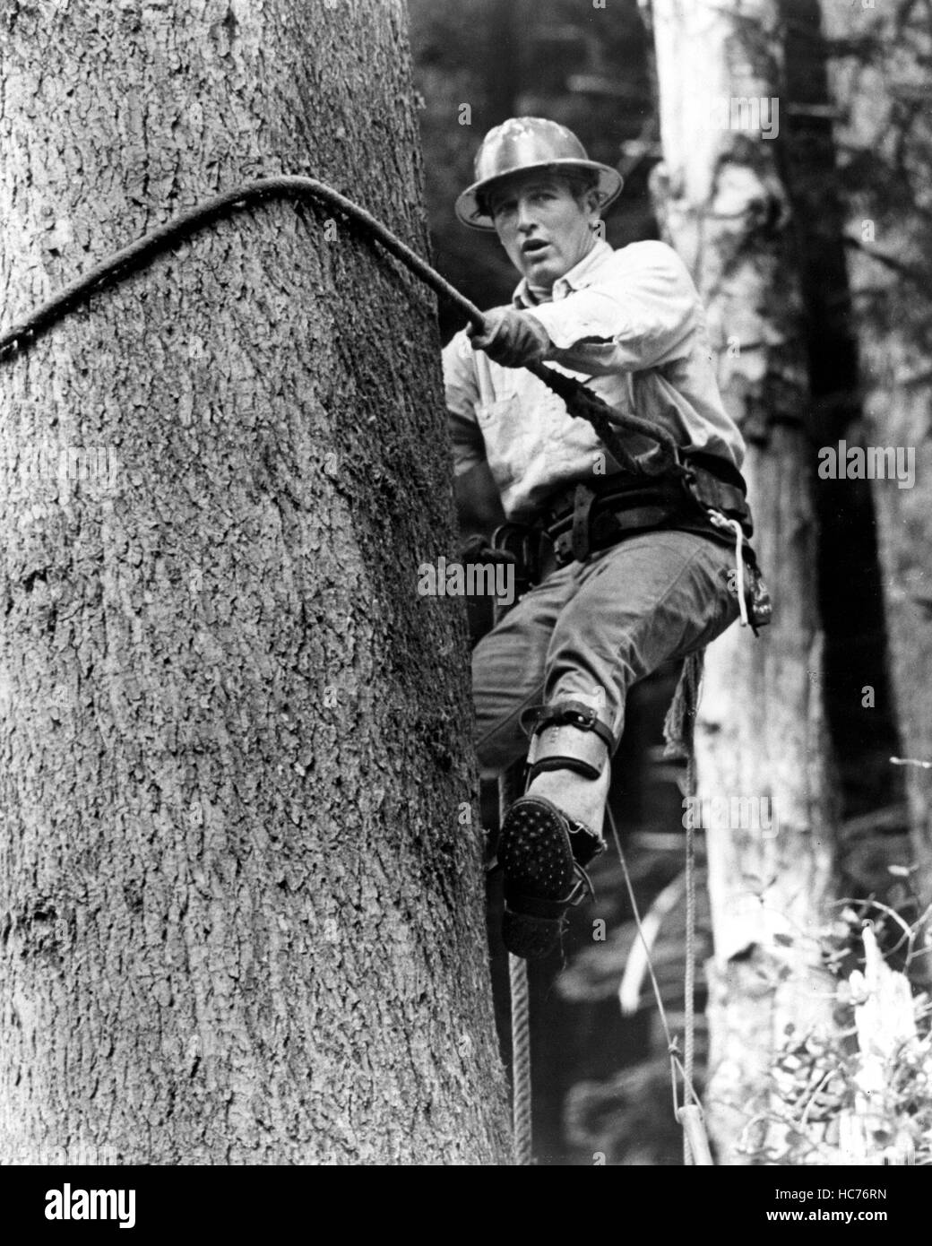 SOMETIMES A GREAT NOTION, Paul Newman, 1971 Stock Photo - Alamy