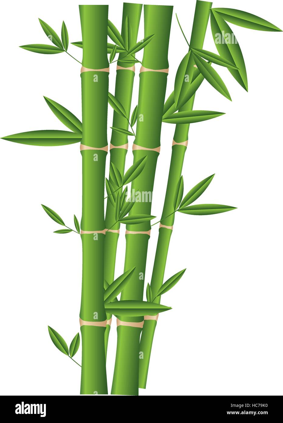 bamboo plant isolated icon vector illustration design Stock Vector ...
