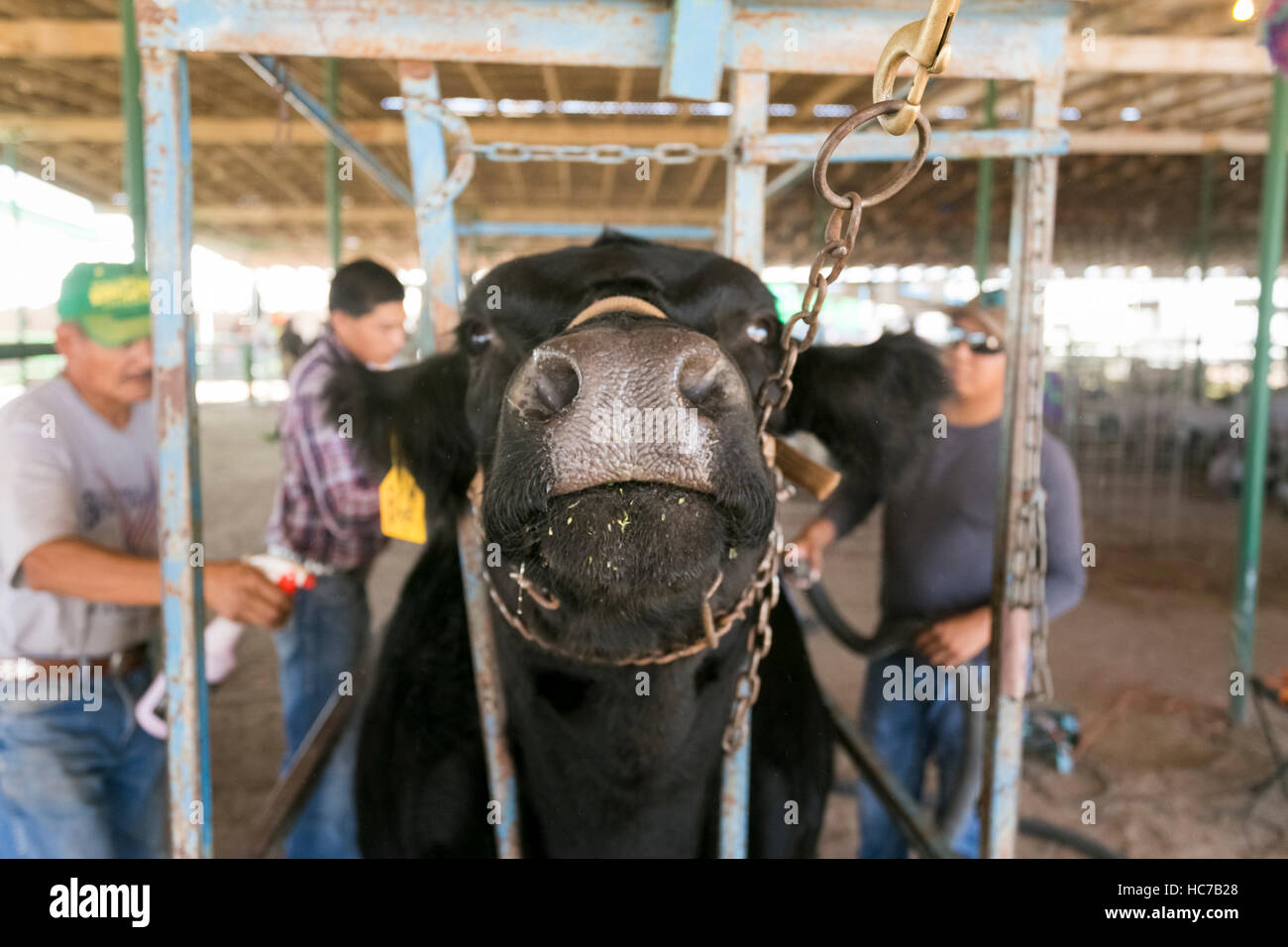 Window Rock, Arizona, USA. Navajo Nation. 4 H competition at the Navajo ...