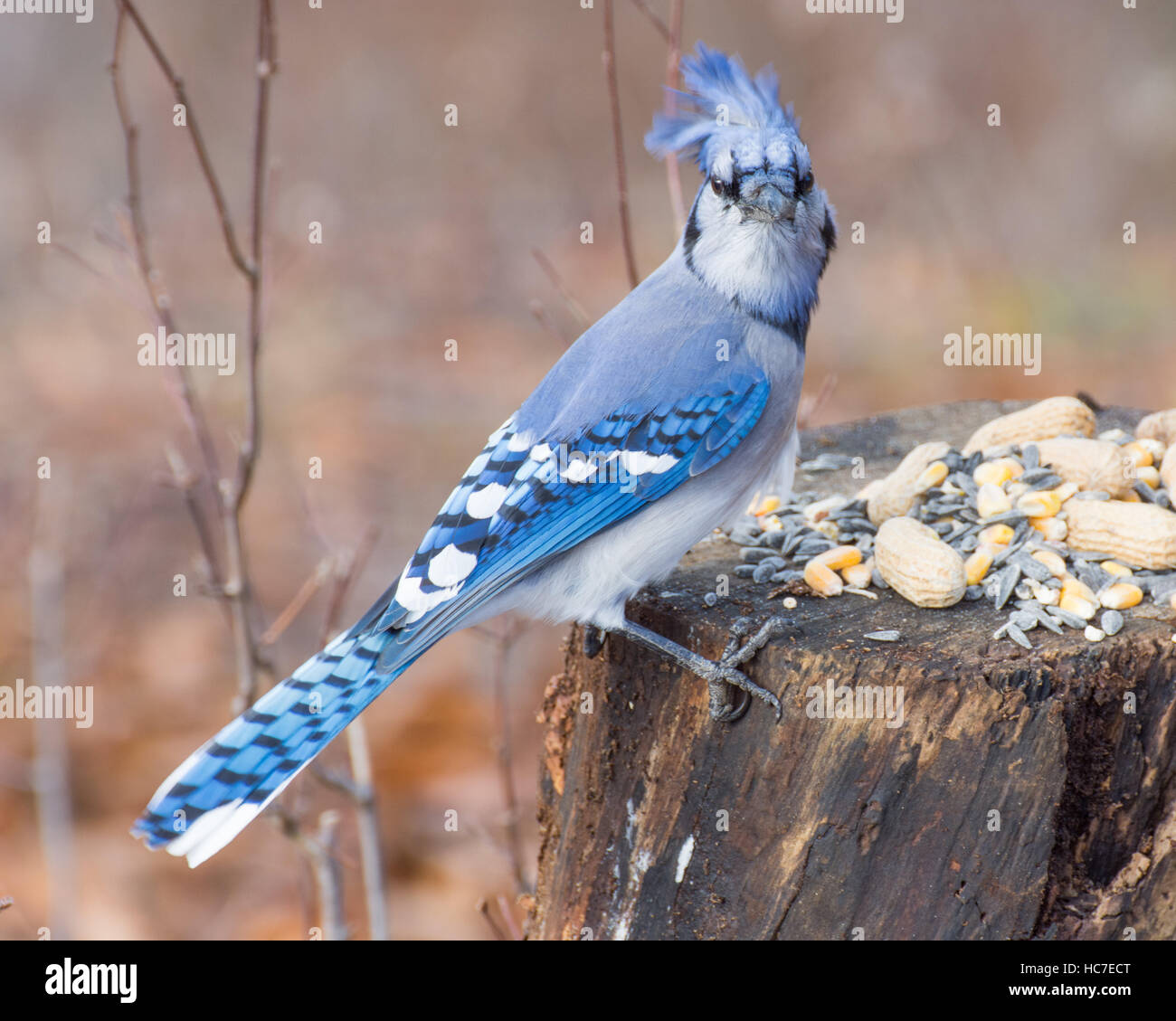 A Blue Jay perched on tree stump with bird seed and peanuts Stock Photo ...