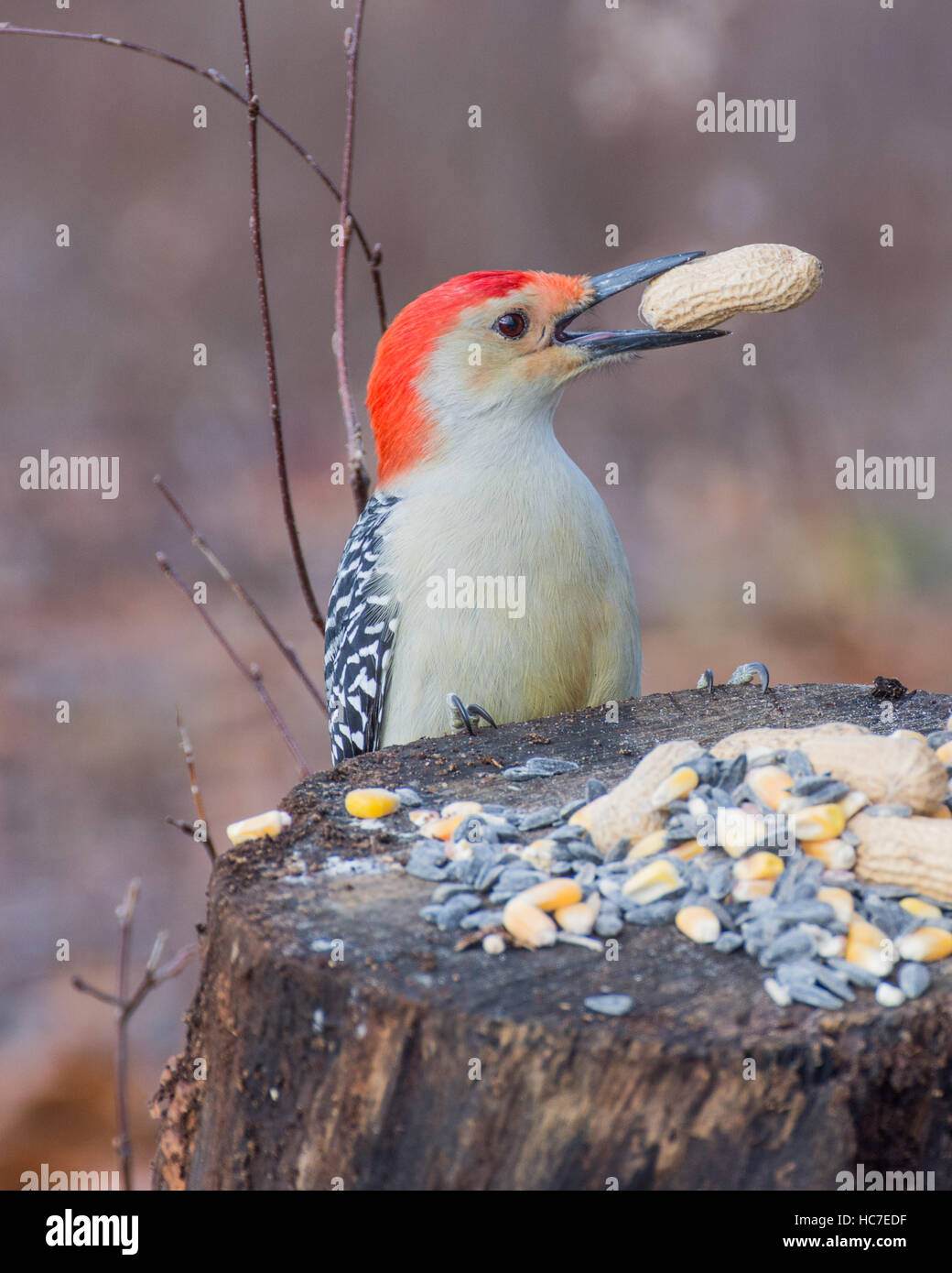Male red-bellied woodpecker eating bird seed on a wooden post Stock ...