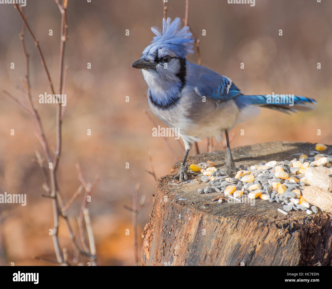 Jay bird tree stump hi-res stock photography and images - Alamy