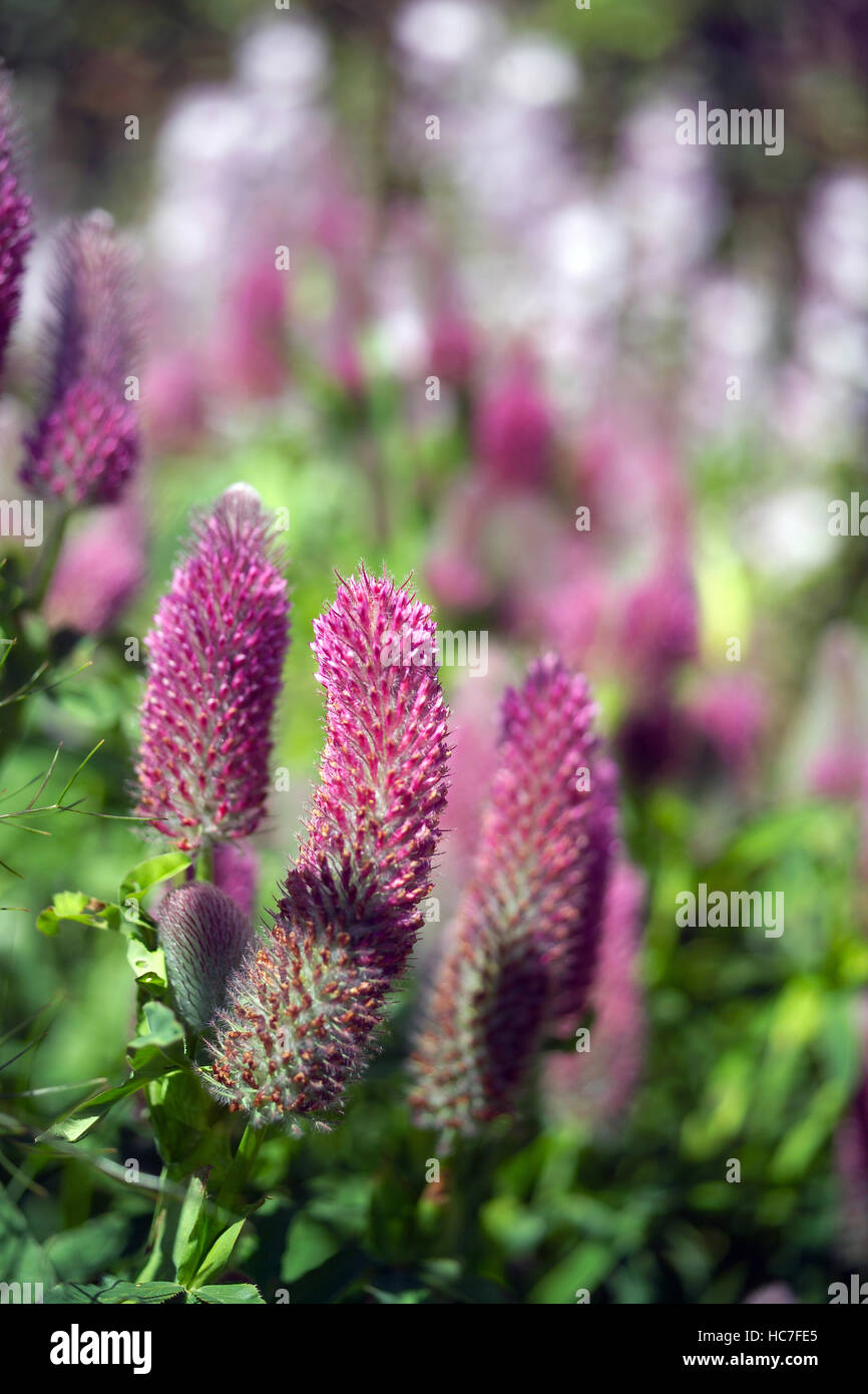 Pink flower spikes hi-res stock photography and images - Alamy