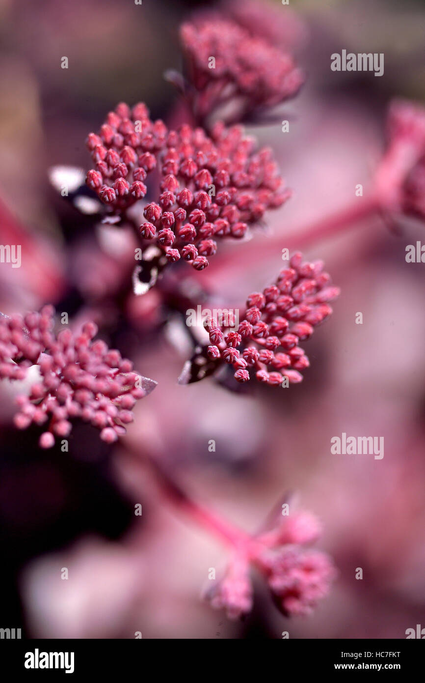 Pink Stonecrop / Sedum Stock Photo - Alamy