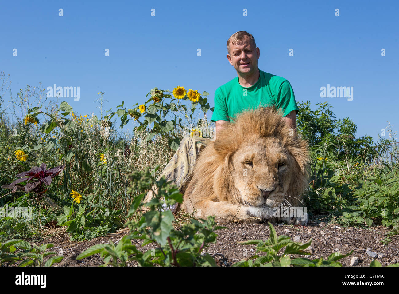 The man hugging the lion in safari park Taigan, Crimea, Russia Stock ...